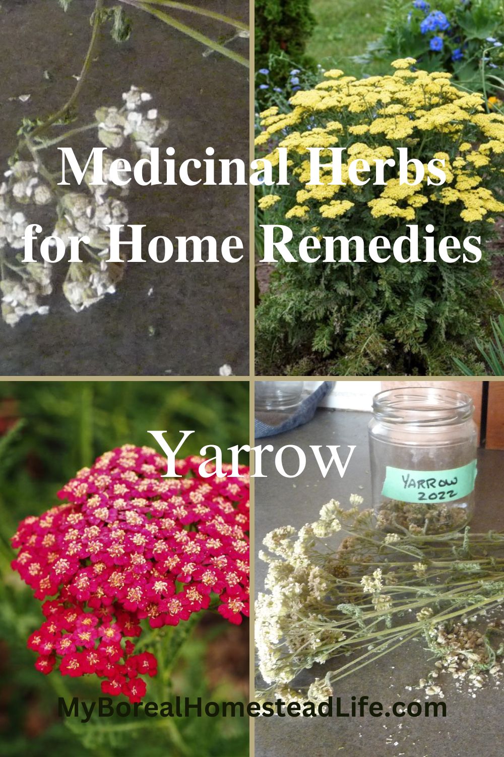 Adding Medicinal Herbs to the Apothecary for Home Remedies - Yarrow AKA ...
