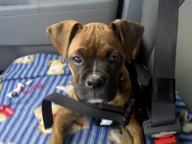 Baby Dee Dee needs an active boxer loving family!