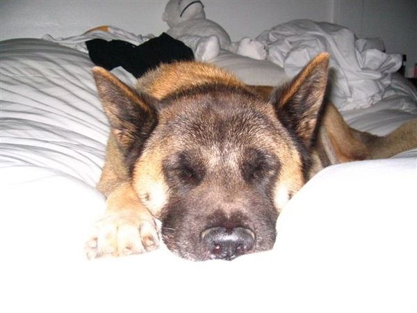 TikiHut Akita Rescue - Friends Past