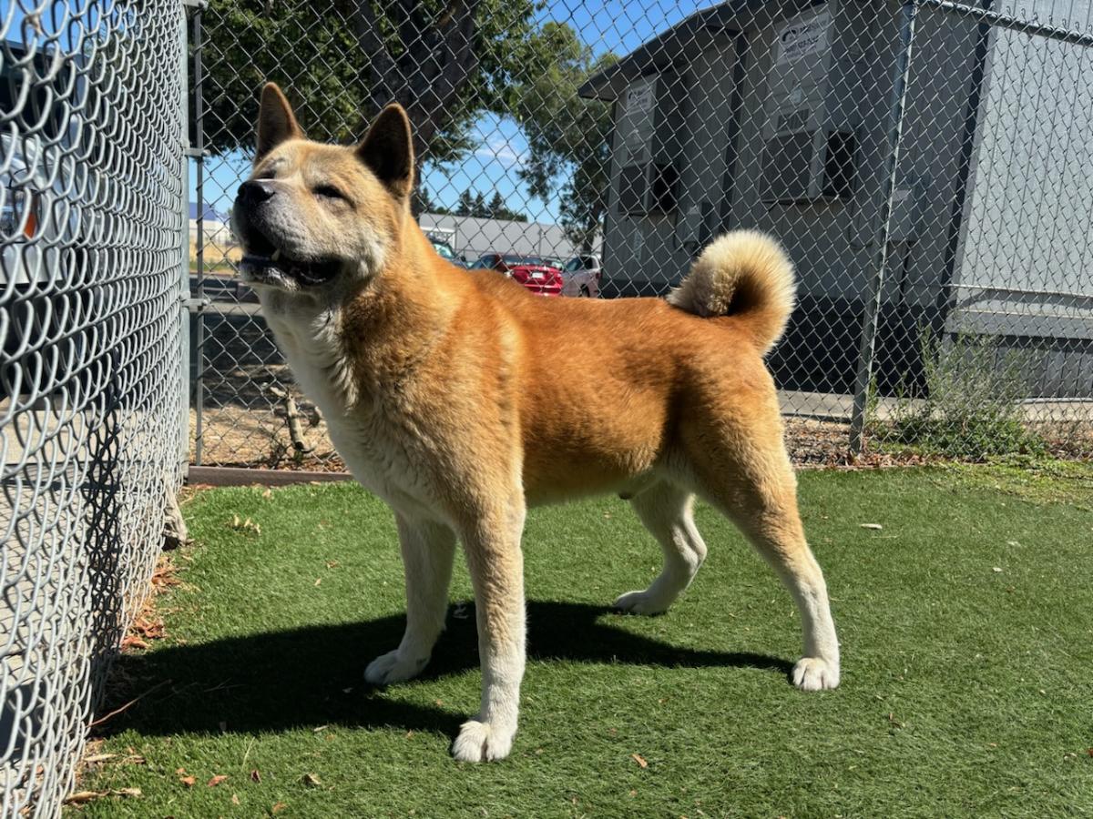 TikiHut Akita Rescue - Waiting For New Homes