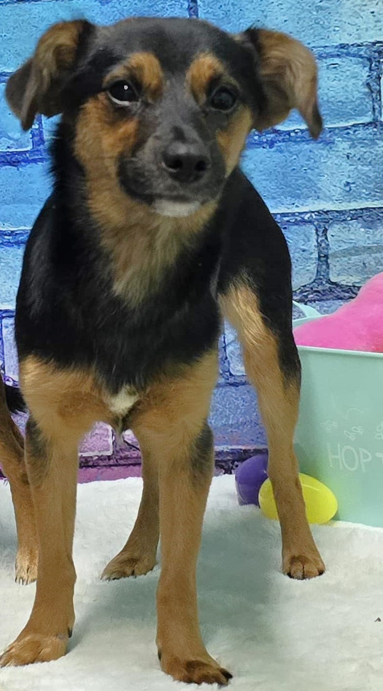 Dog Bless Rescue Partners - Adoptable Pets