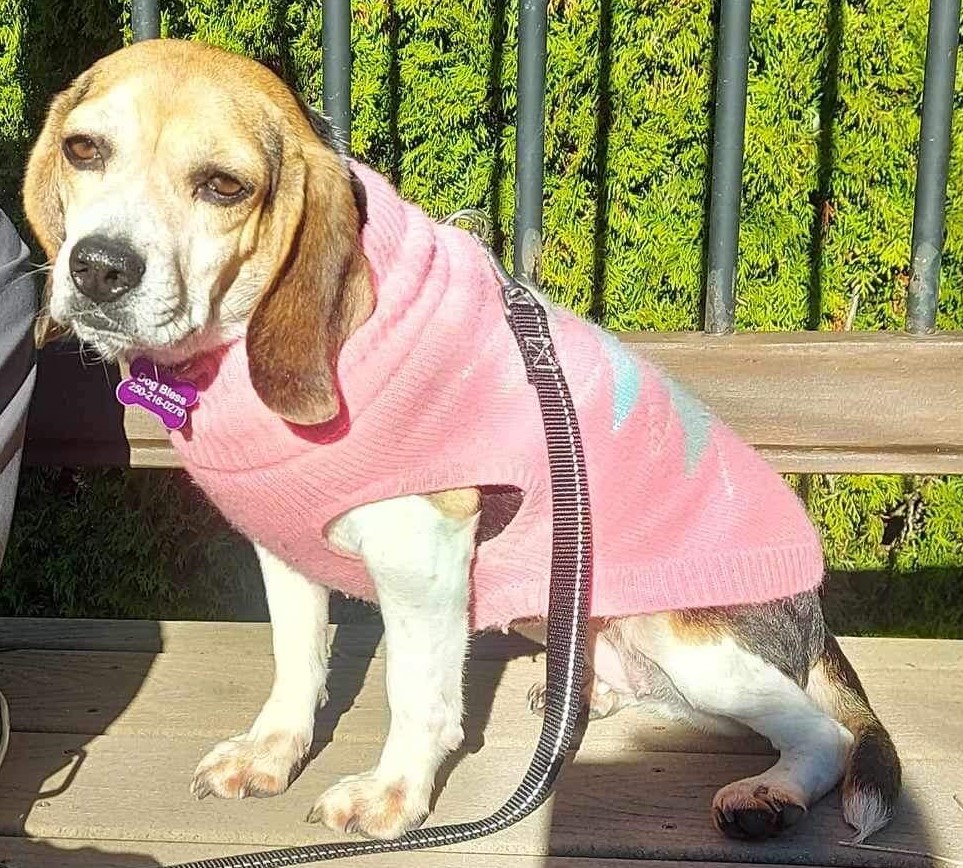 Dog Bless Rescue Partners - Adoptable Pets