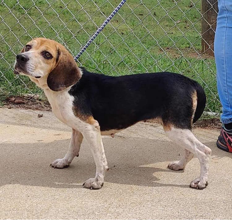 Dog Bless Rescue Partners - Adoptable Pets
