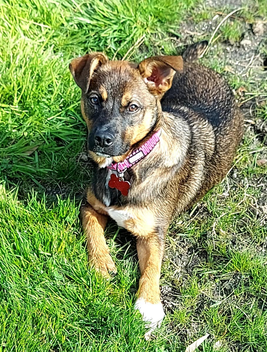 Dog Bless Rescue Partners - Adoptable Pets