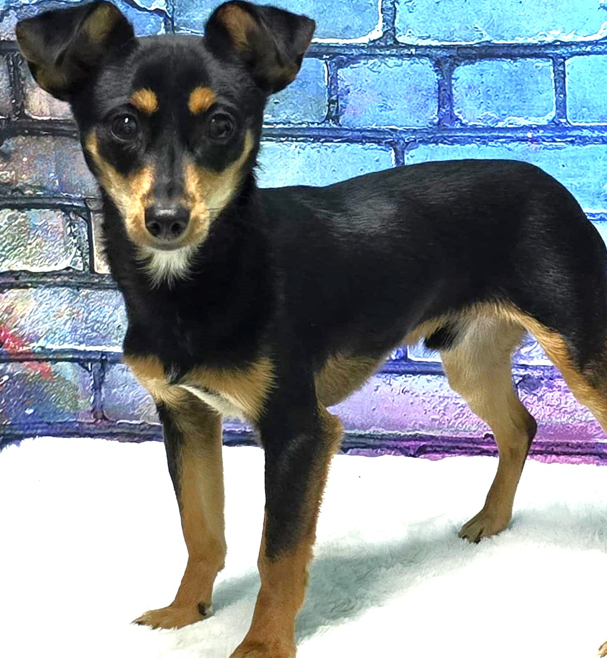 Dog Bless Rescue Partners - Adoptable Pets