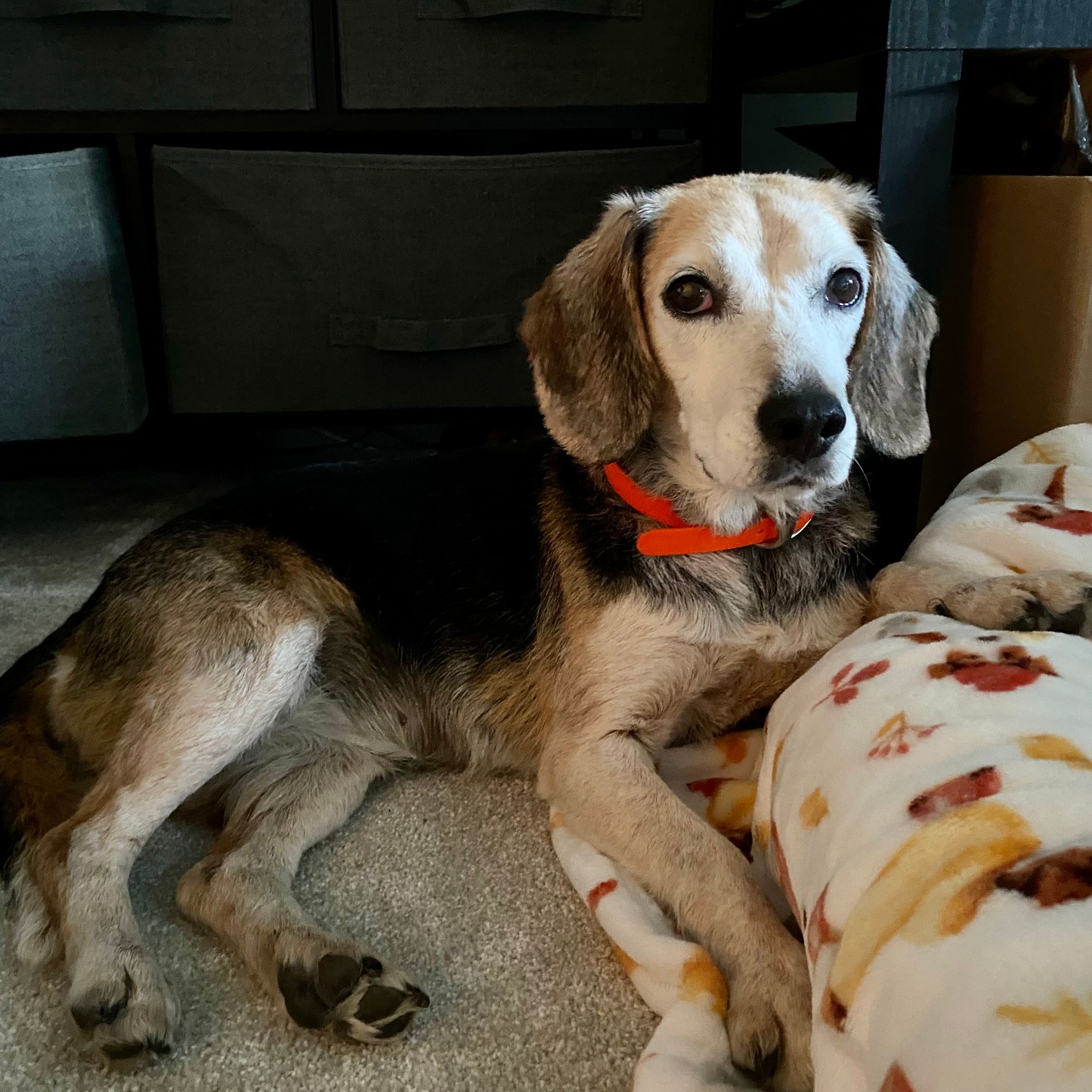 Beagles to the Rescue - Adoptable Dogs