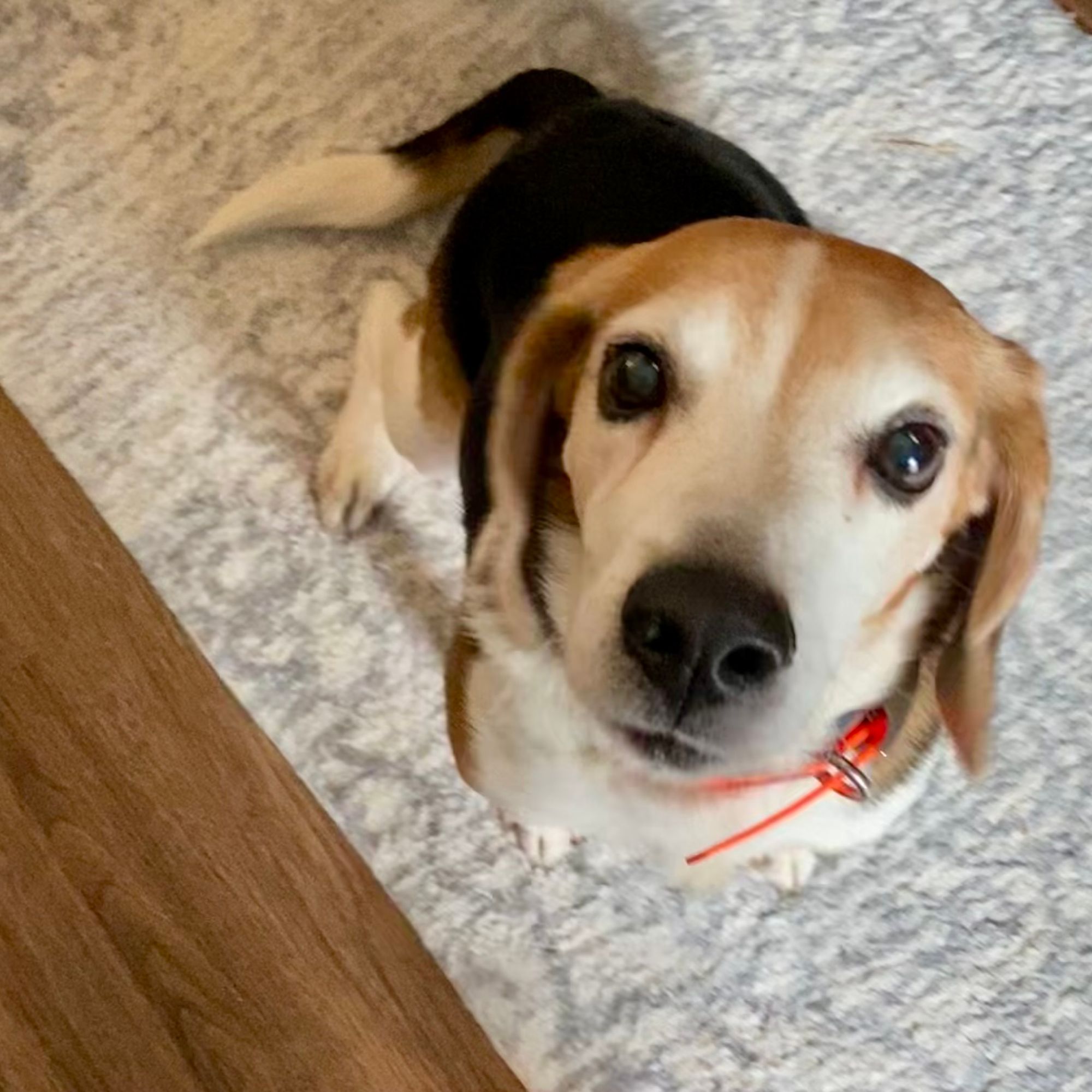 Beagles to the Rescue - Adoptable Dogs