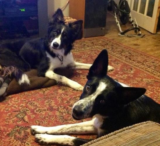 Border Collie Rescue Ontario - DECKSTIR