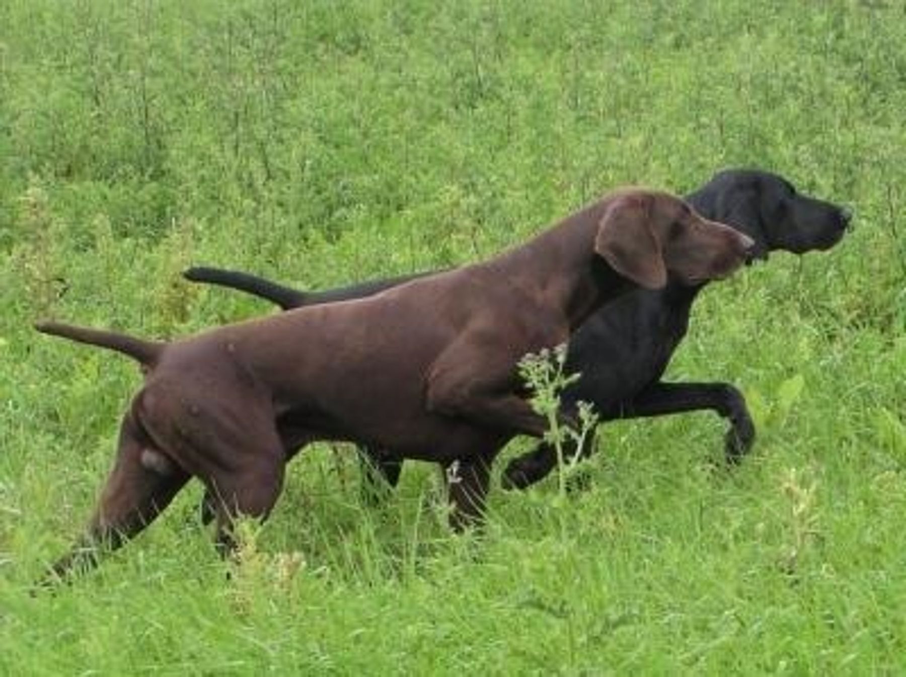 The German Shorthaired Pointer Club of Vic. Inc. - Breed Standard