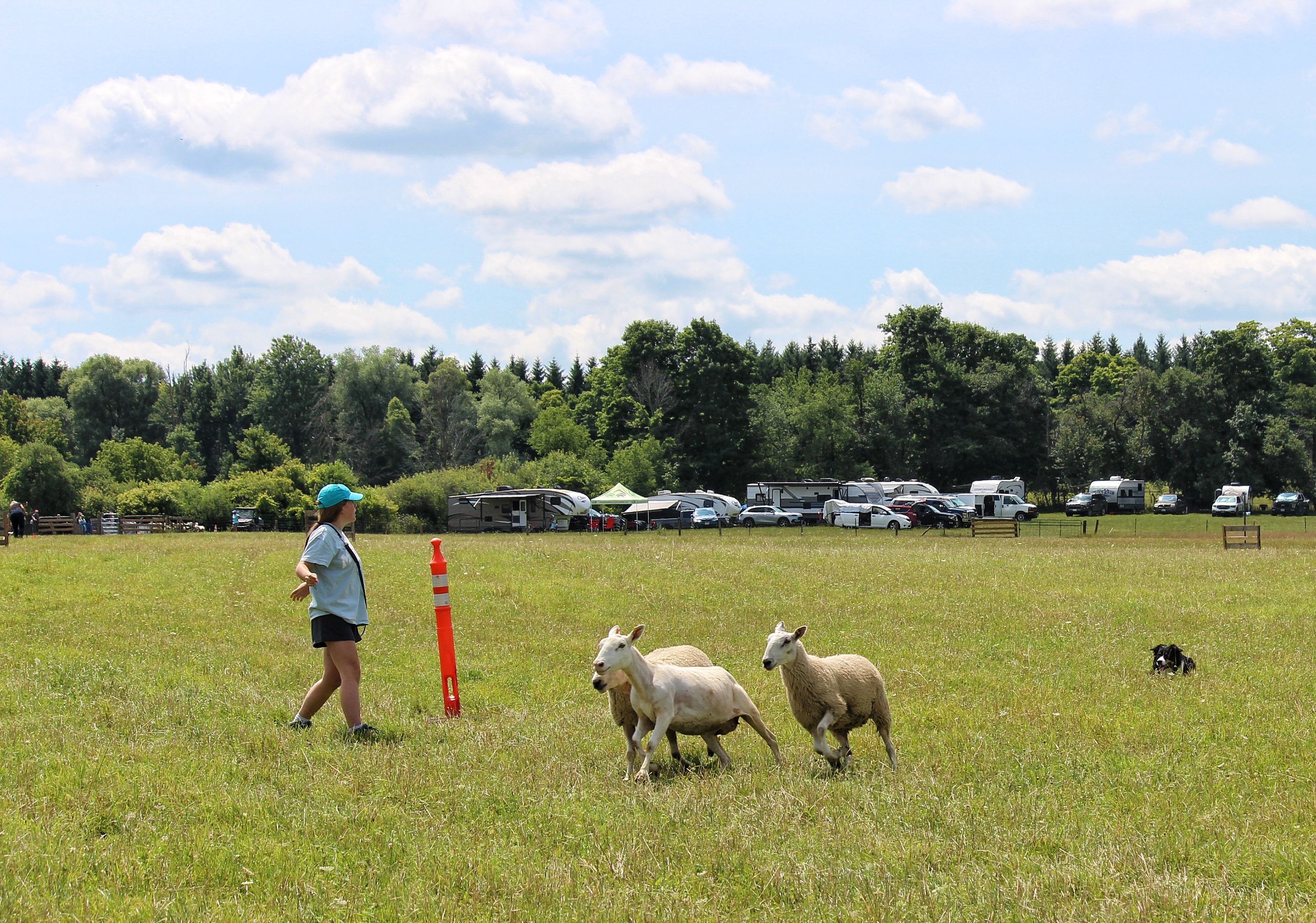 Handy Dog Summer Trial - July 2024