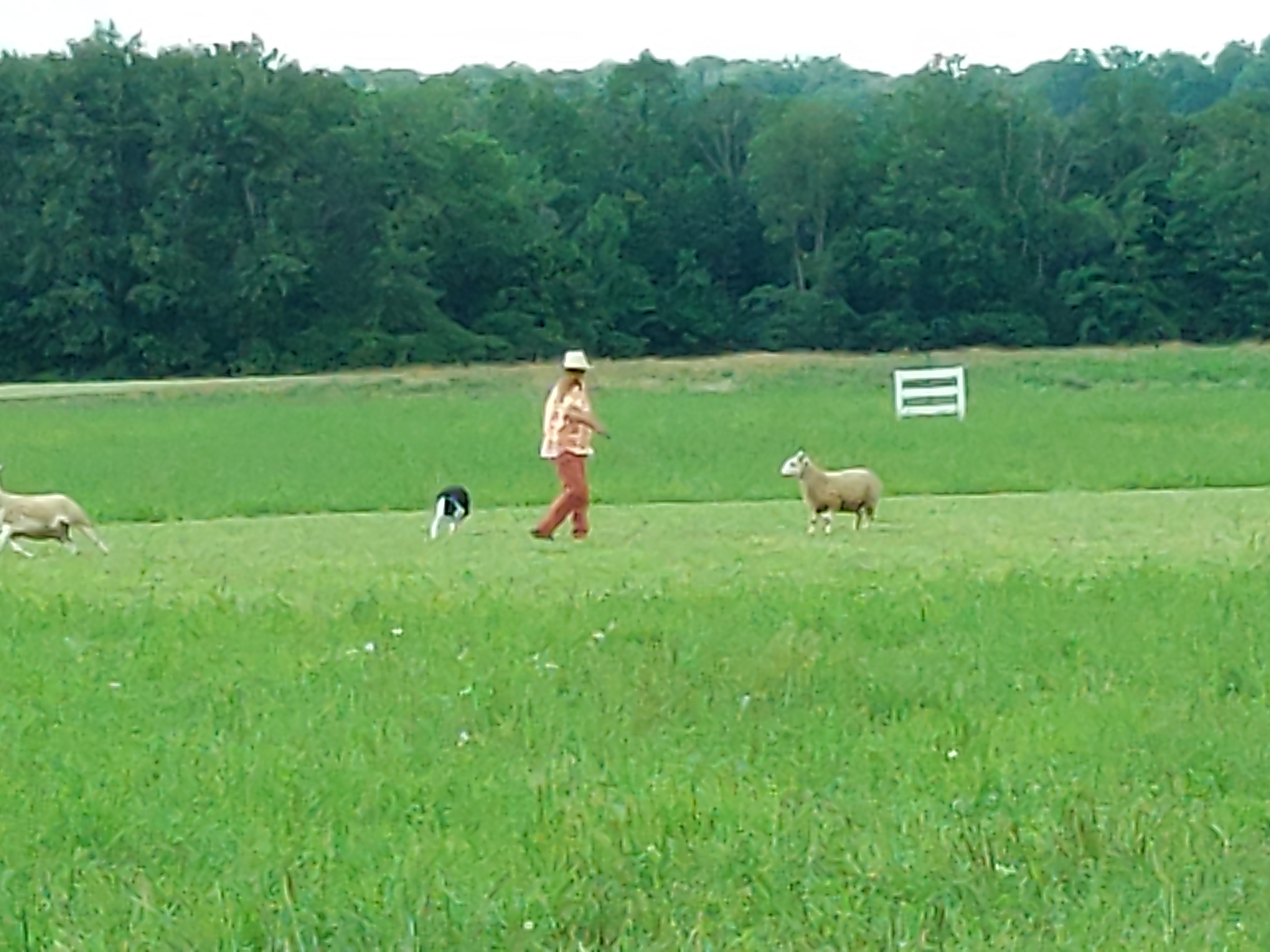 Handy Dog Trial Report - Summer 2023