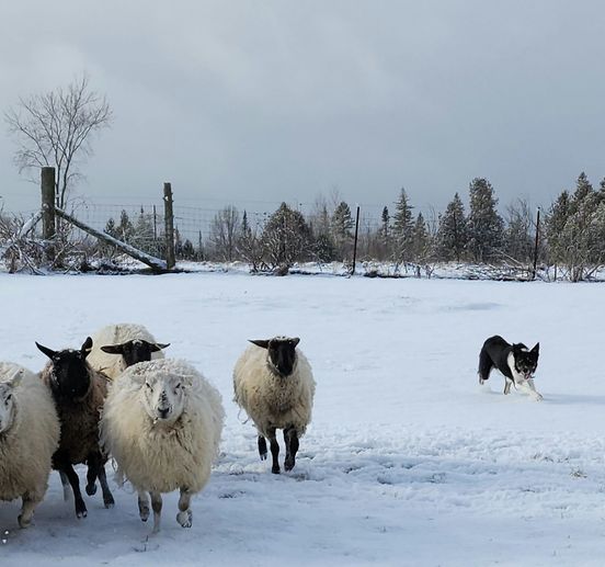 2023 Year End Awards - Novice Novice