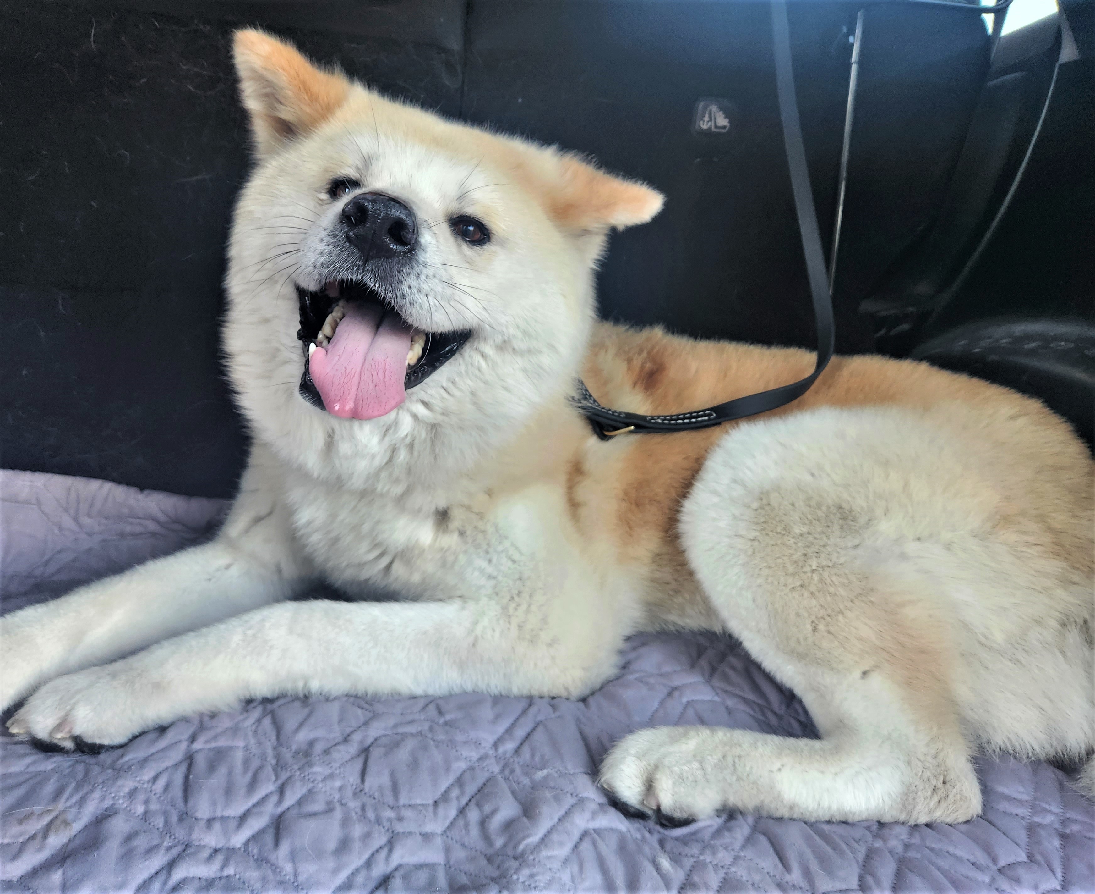 Namaste Akita Rescue Alliance - Adoptable Akitas in California