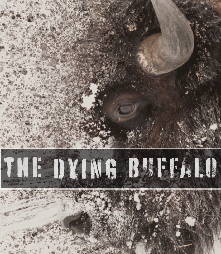 The Dying Buffalo