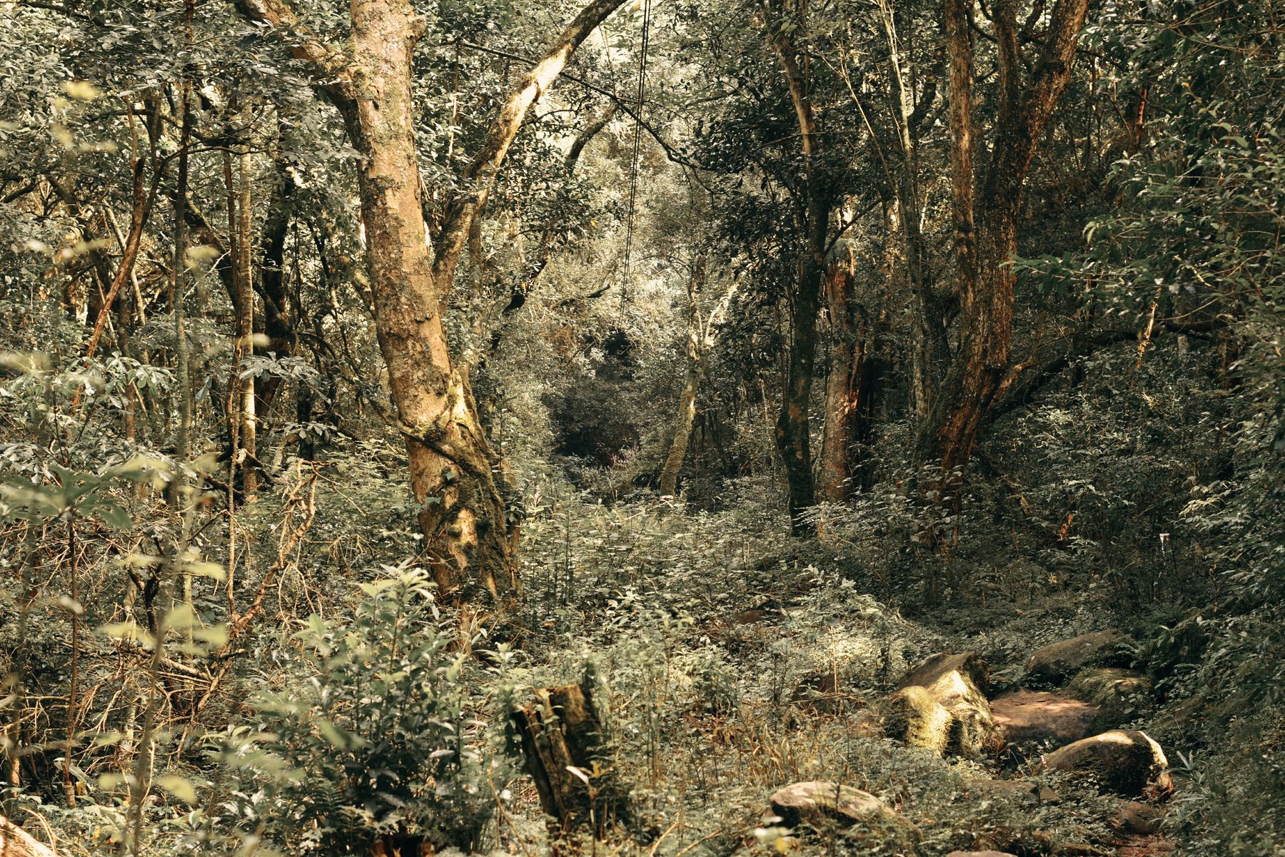 Rowan Stuart - VIDEOS