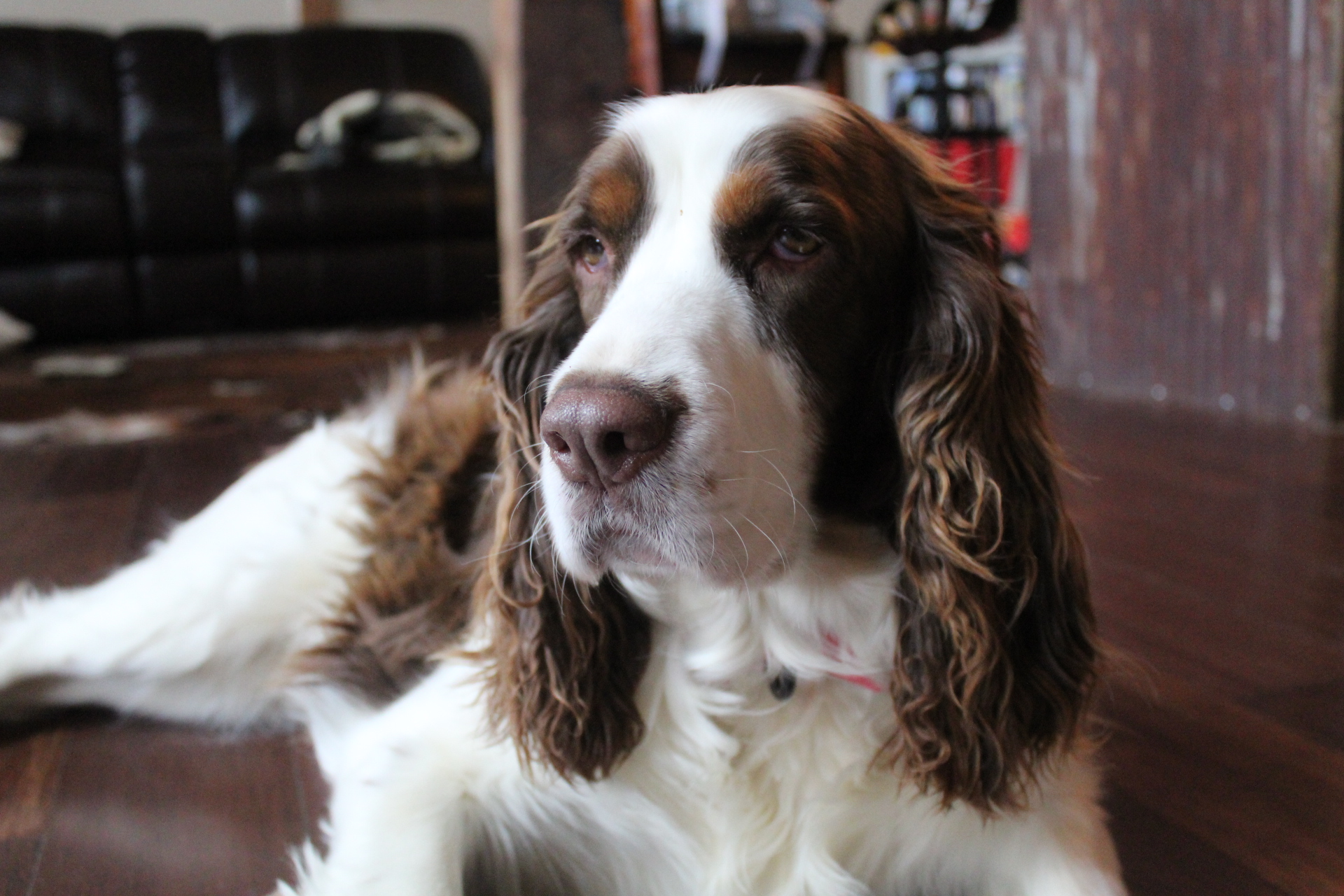 Bluegrass Bend English Springer Spaniels