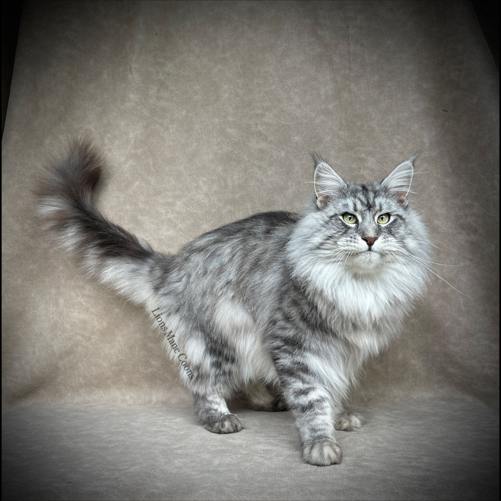 Lions Mane Coons Cattery - Kings