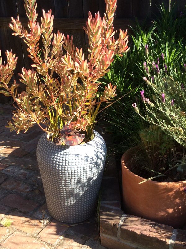 Anna Moo - SYNC MUSIC