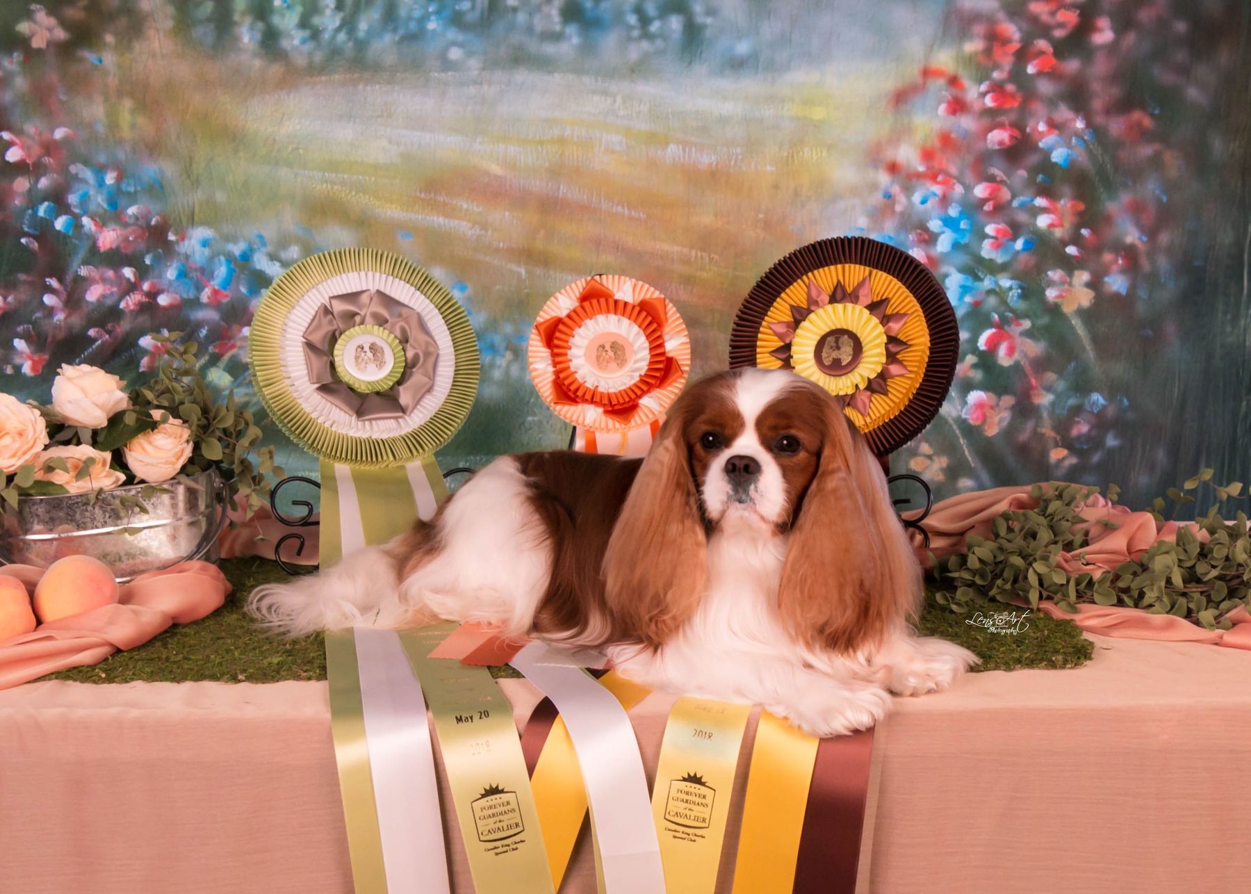 Montra Cavalier King Charles Spaniels & Japanese Chin - Contact Us