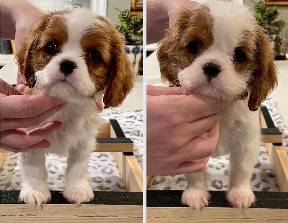 Montra Cavalier King Charles Spaniels & Japanese Chin - About The Breeds