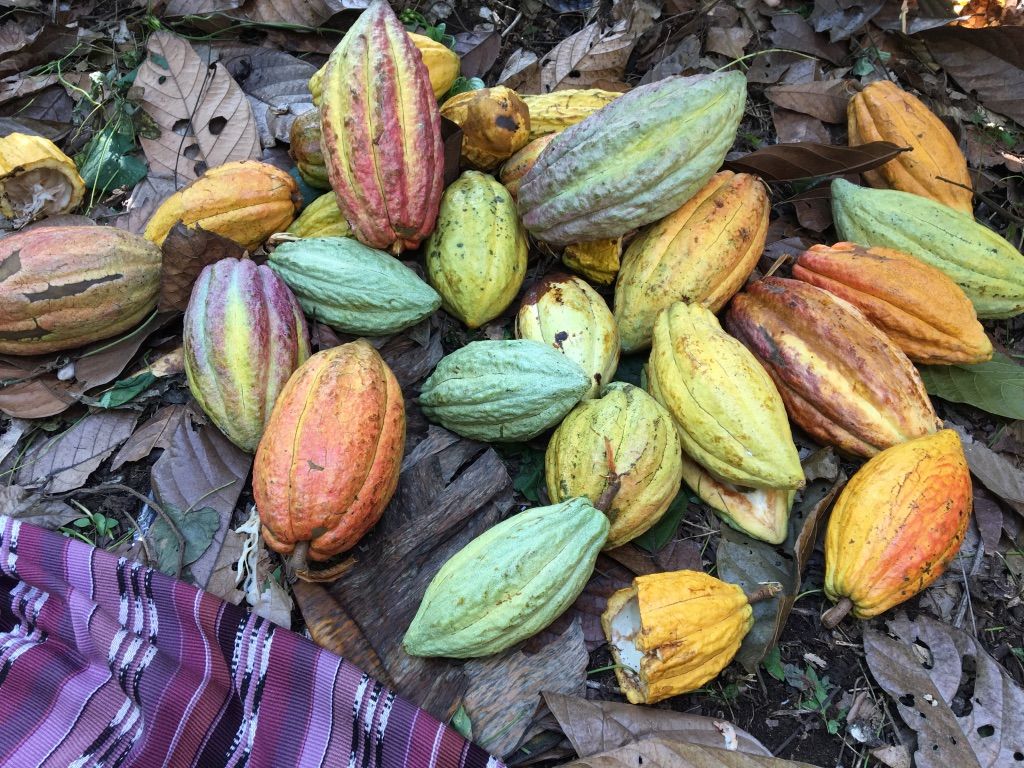 Community Cacao