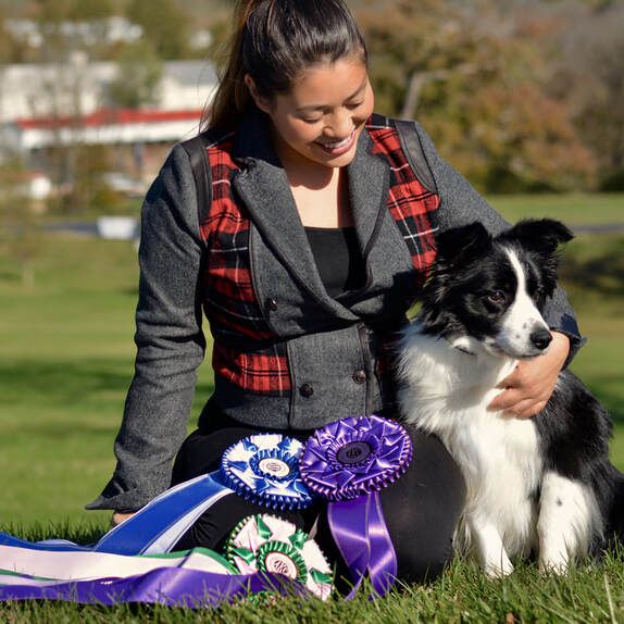 Bellaclan Border Collies