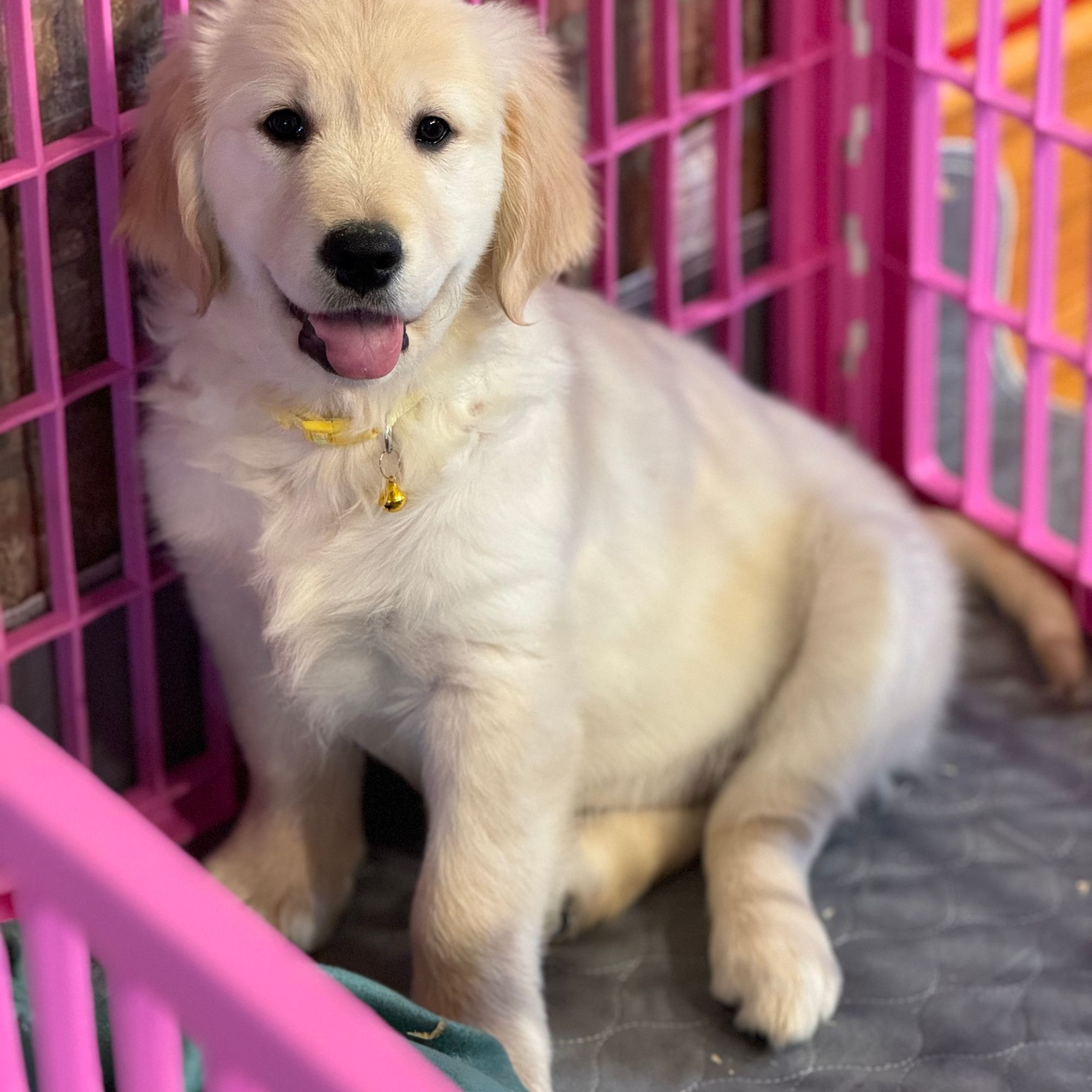 11 Oaks Kennels - Available/Upcoming puppies