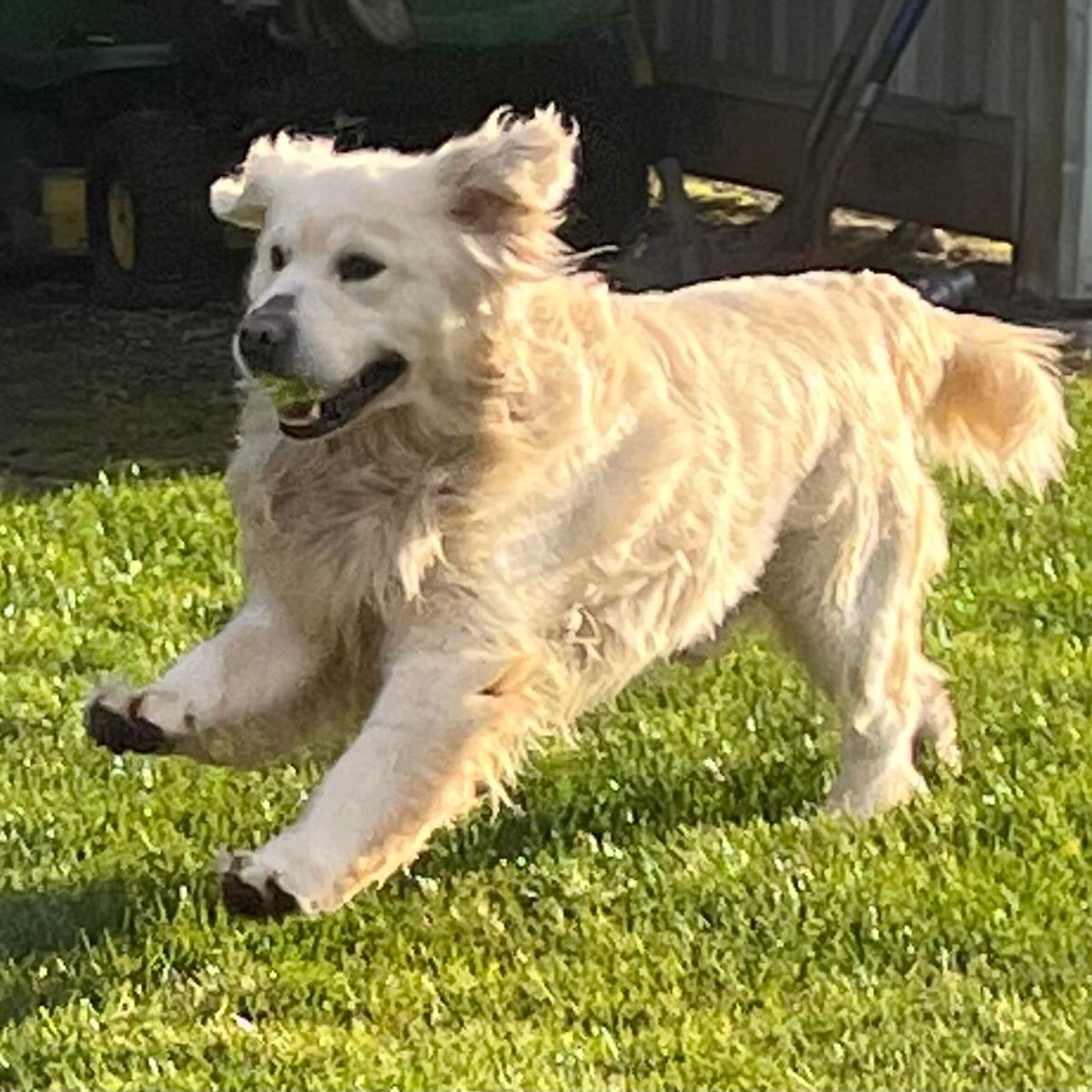 11 Oaks Kennels - Golden Retrievers