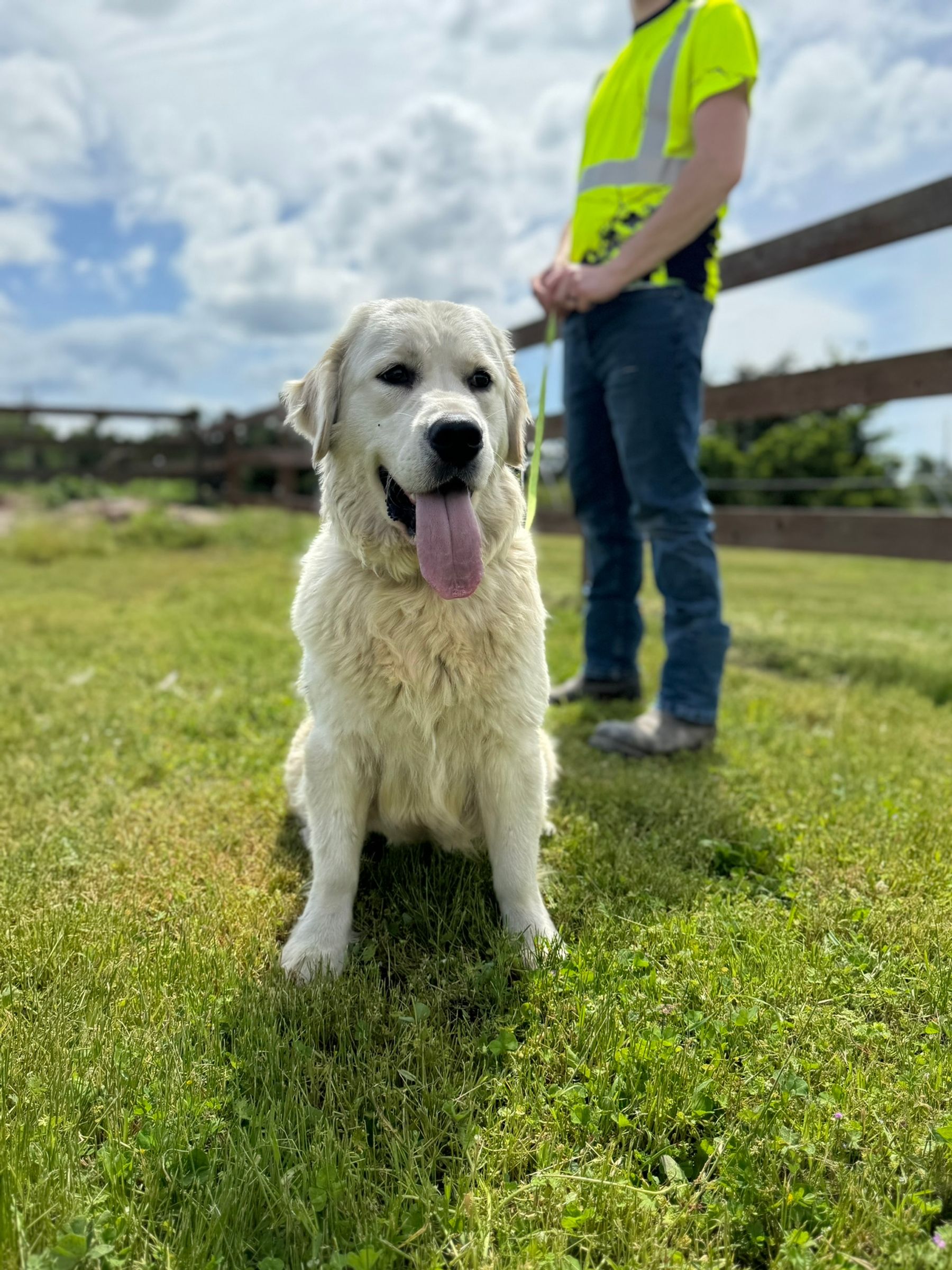 11 Oaks Kennels - Available/Upcoming puppies