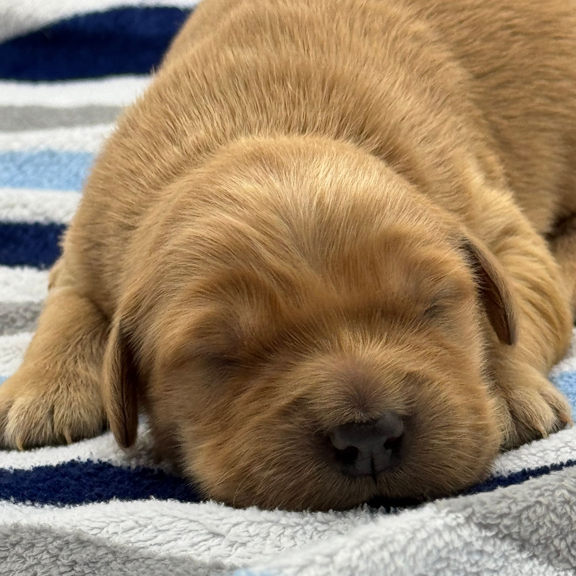 11 Oaks Kennels - Available/Upcoming puppies