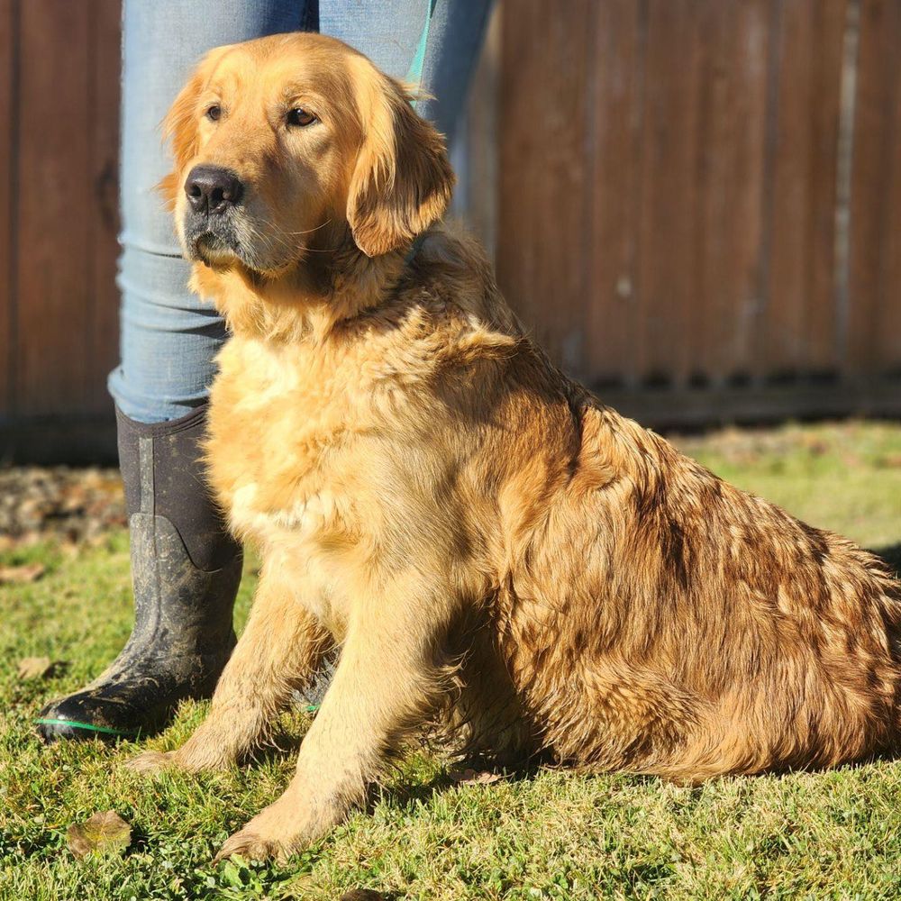11 Oaks Kennels - Golden Retrievers