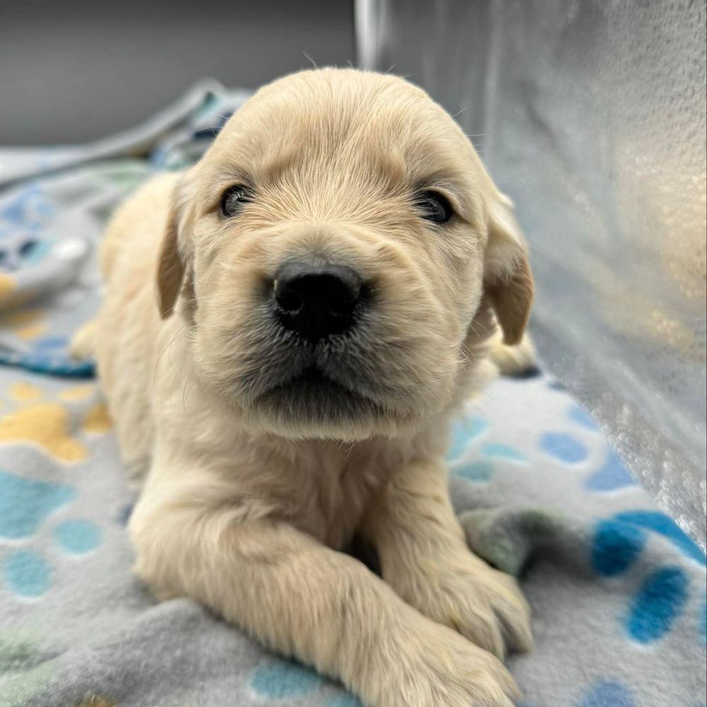 11 Oaks Kennels - Available/Upcoming puppies