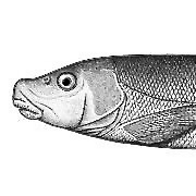 Brian Cardall - American Scientist