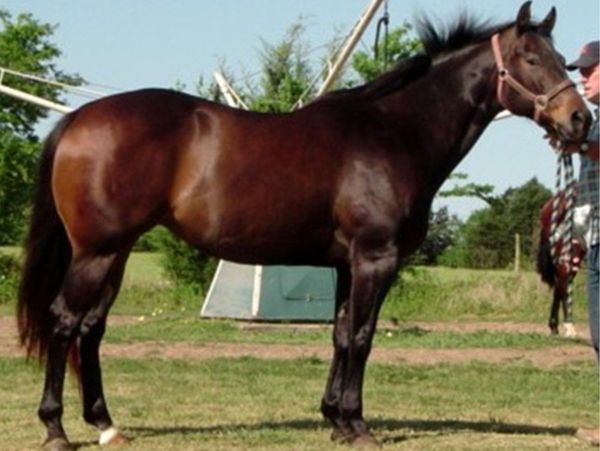 Stoney Hills Paints & Quarter Horses - AQHA Mares