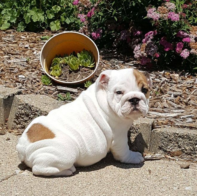 Doan's Adorabullies English Bulldogs