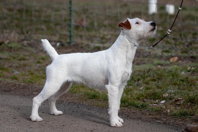 Saddle Rock Kennels - Jack Russell Terriers