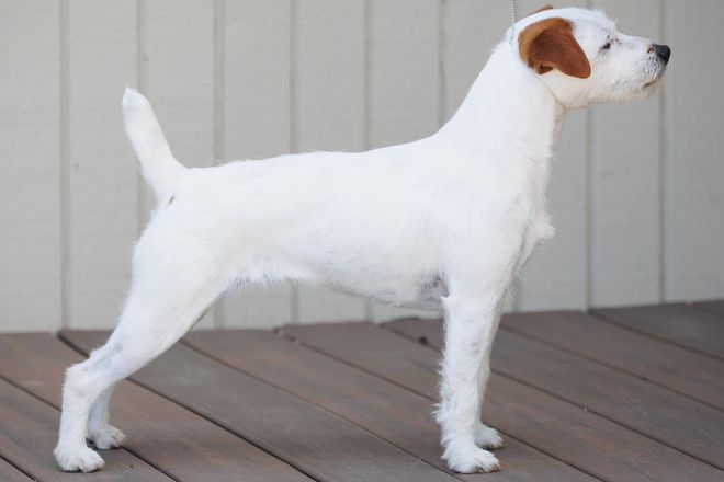 Saddle Rock Kennels - Jack Russell Terriers