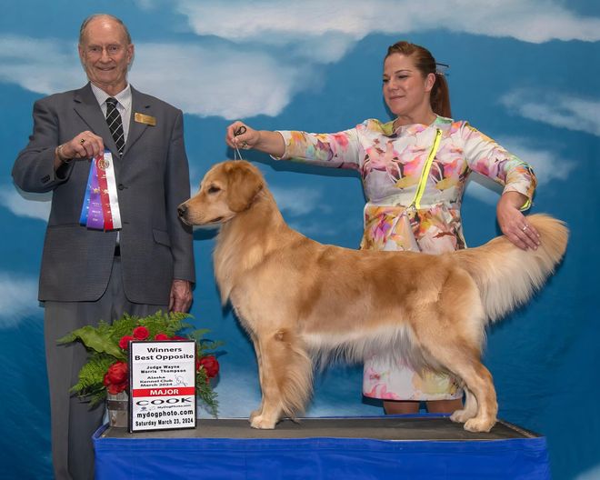 Saddle Rock Kennels - Golden Retrievers
