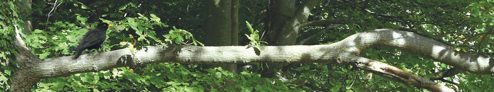 Miranda Rutter - Music