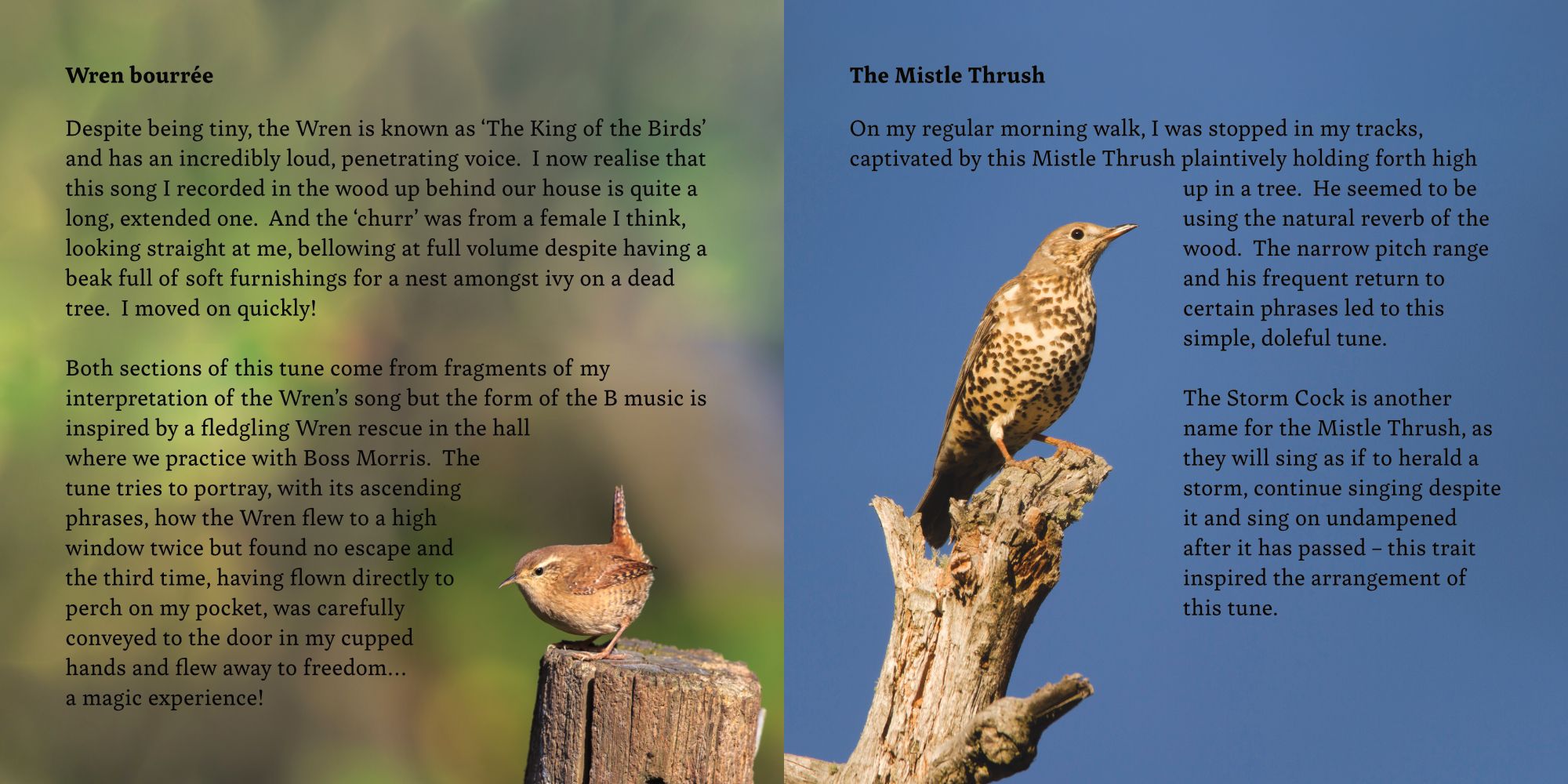 Miranda Rutter - Bird Tunes