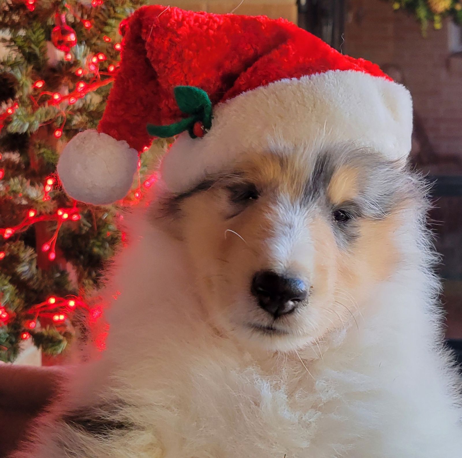 Riverrun Collies - Available