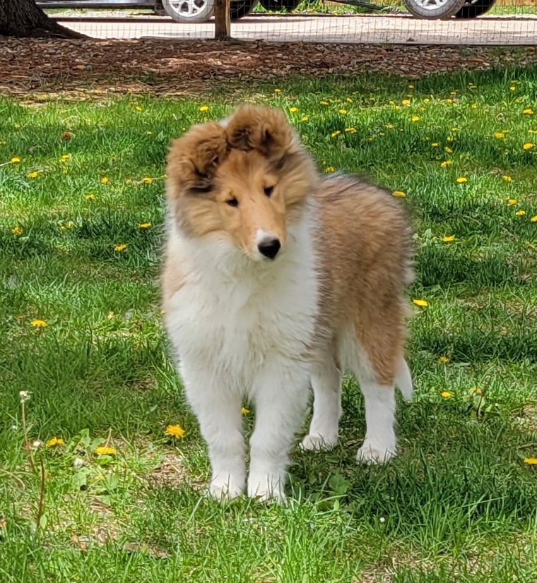 Riverrun Collies - Young Hopefuls