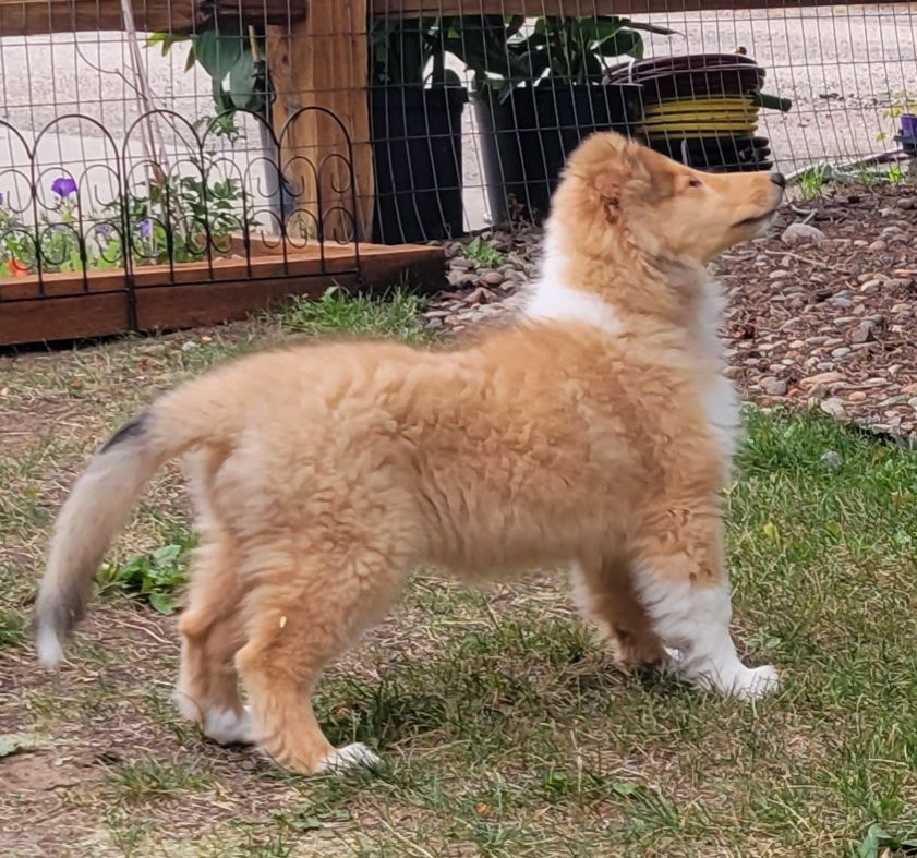 Riverrun Collies - In the Spotlight