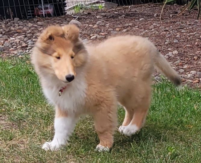 Riverrun Collies - In the Spotlight