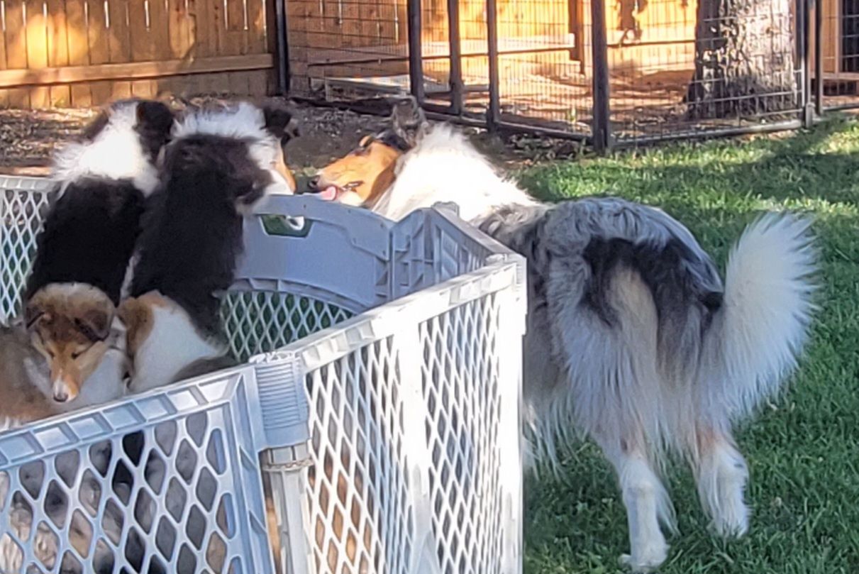 Riverrun Collies - Available