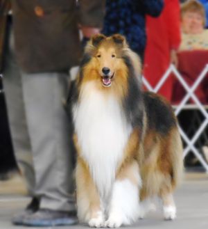 Riverrun Collies