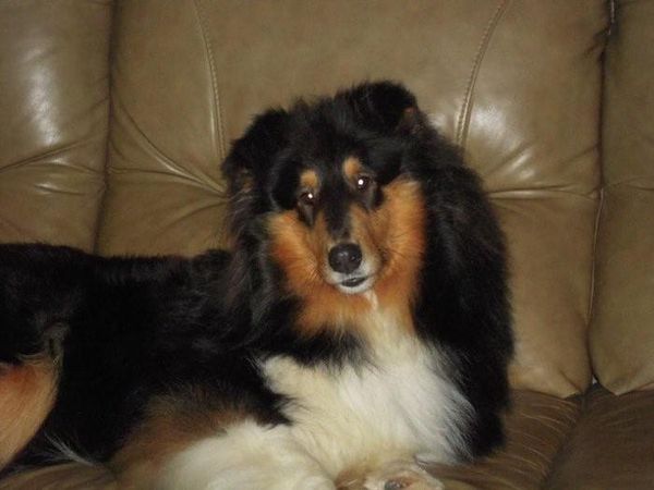 Riverrun Collies - Jeremy - CH. Riverrun Galatean Unleash The Lion