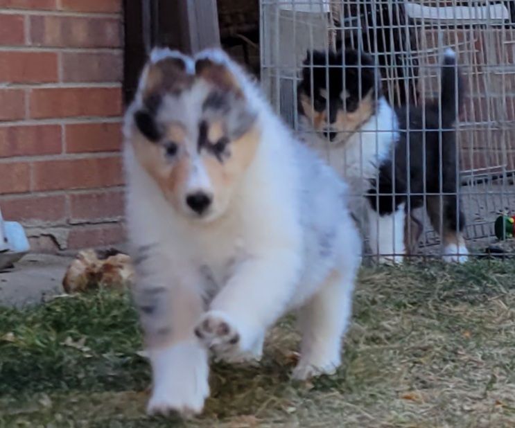 Riverrun Collies - Available