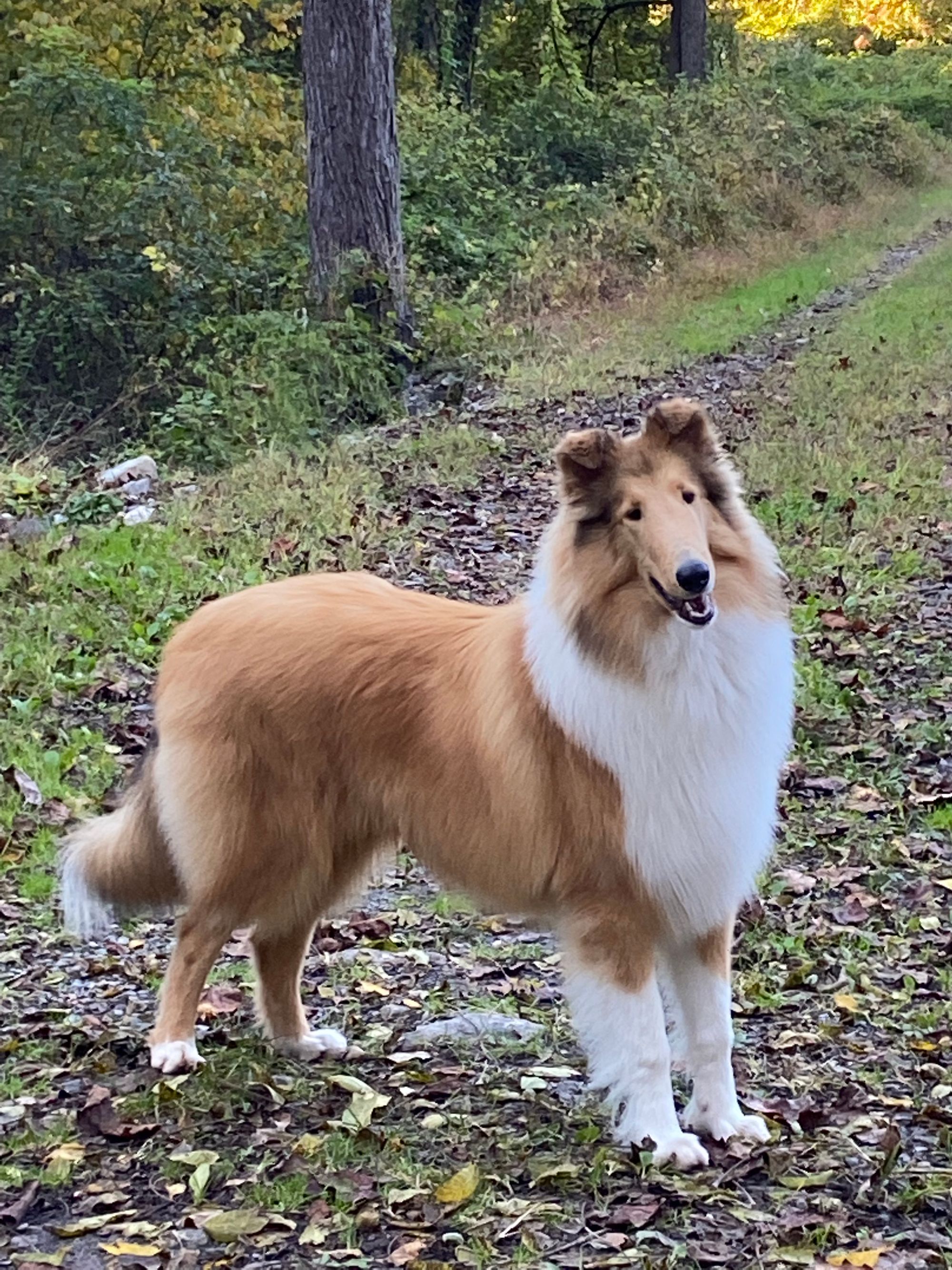 Riverrun Collies - Available