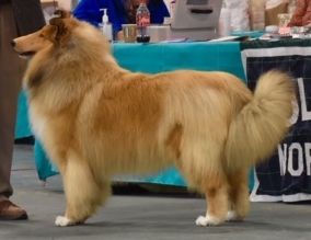 Riverrun Collies - Males